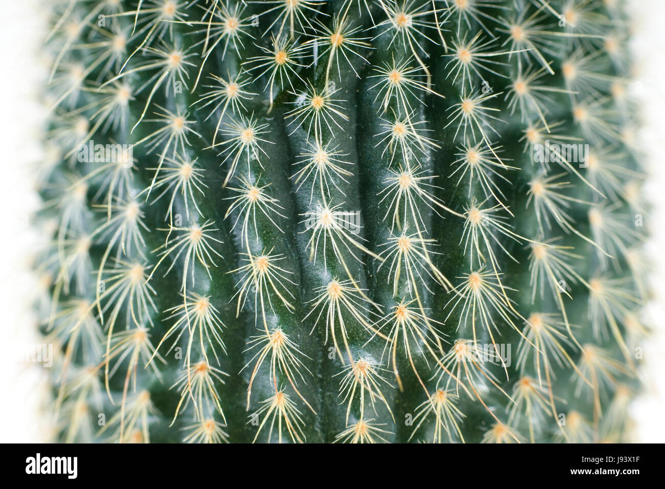 flower, plant, flora, dry, dried up, barren, cactus, prickly, tropical ...