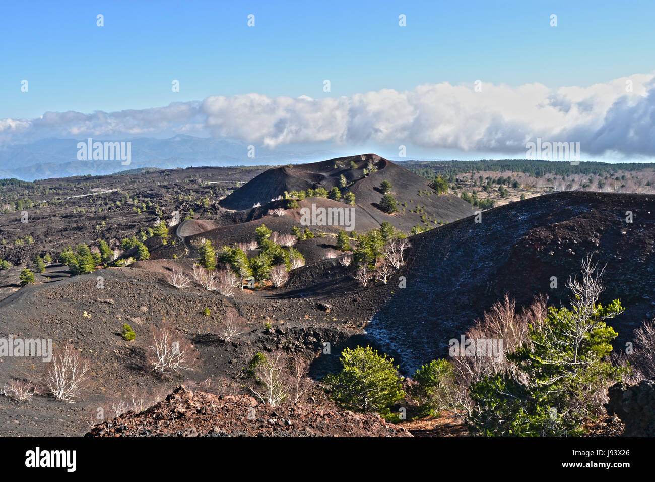 environment, enviroment, birch, vegetation, sicily, mountain, vulcan ...