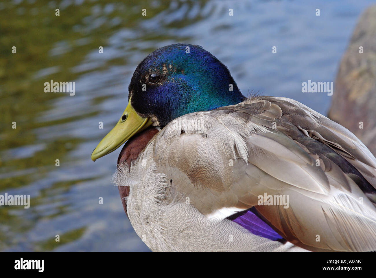 park, wing, drake, fresh water, pond, water, wild duck, fly, flies ...