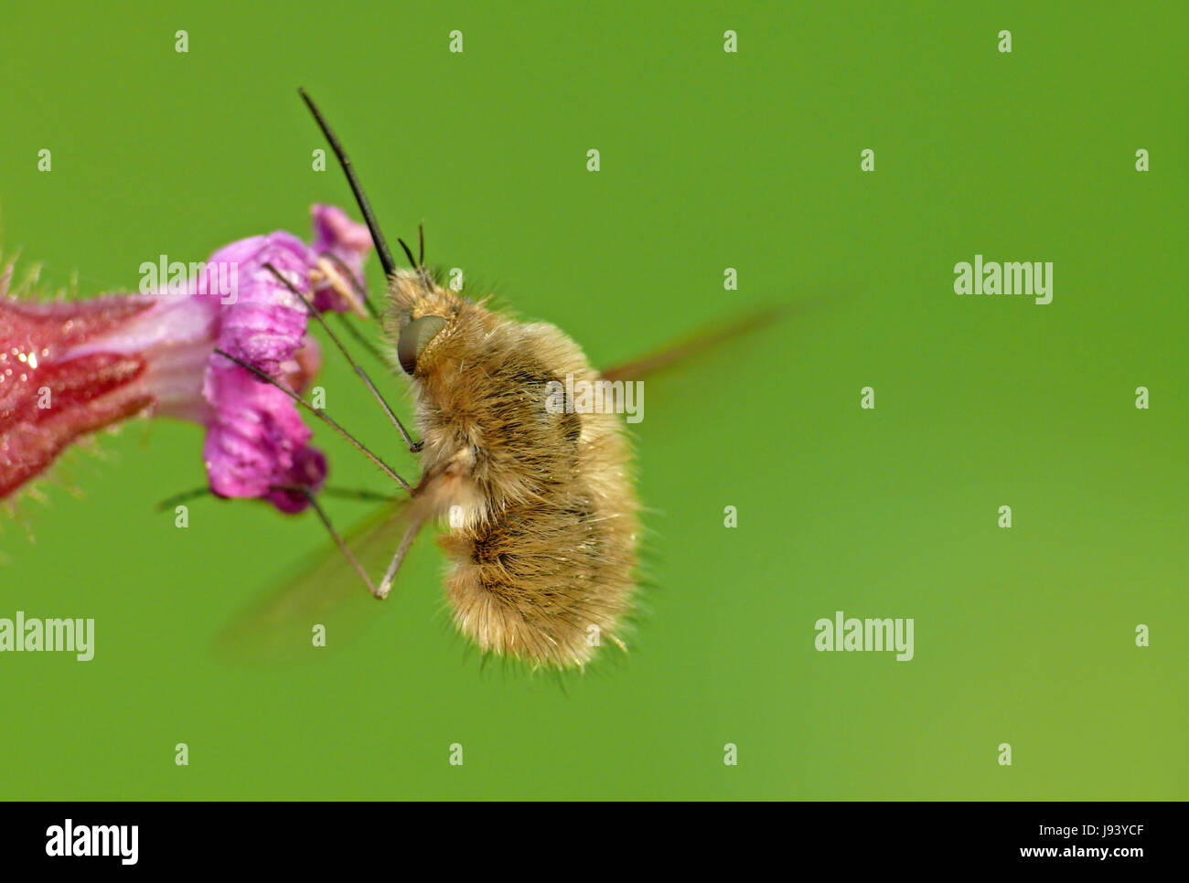 flight, flight, insect, wing, float, flap, levitation, fly, flies, flys ...