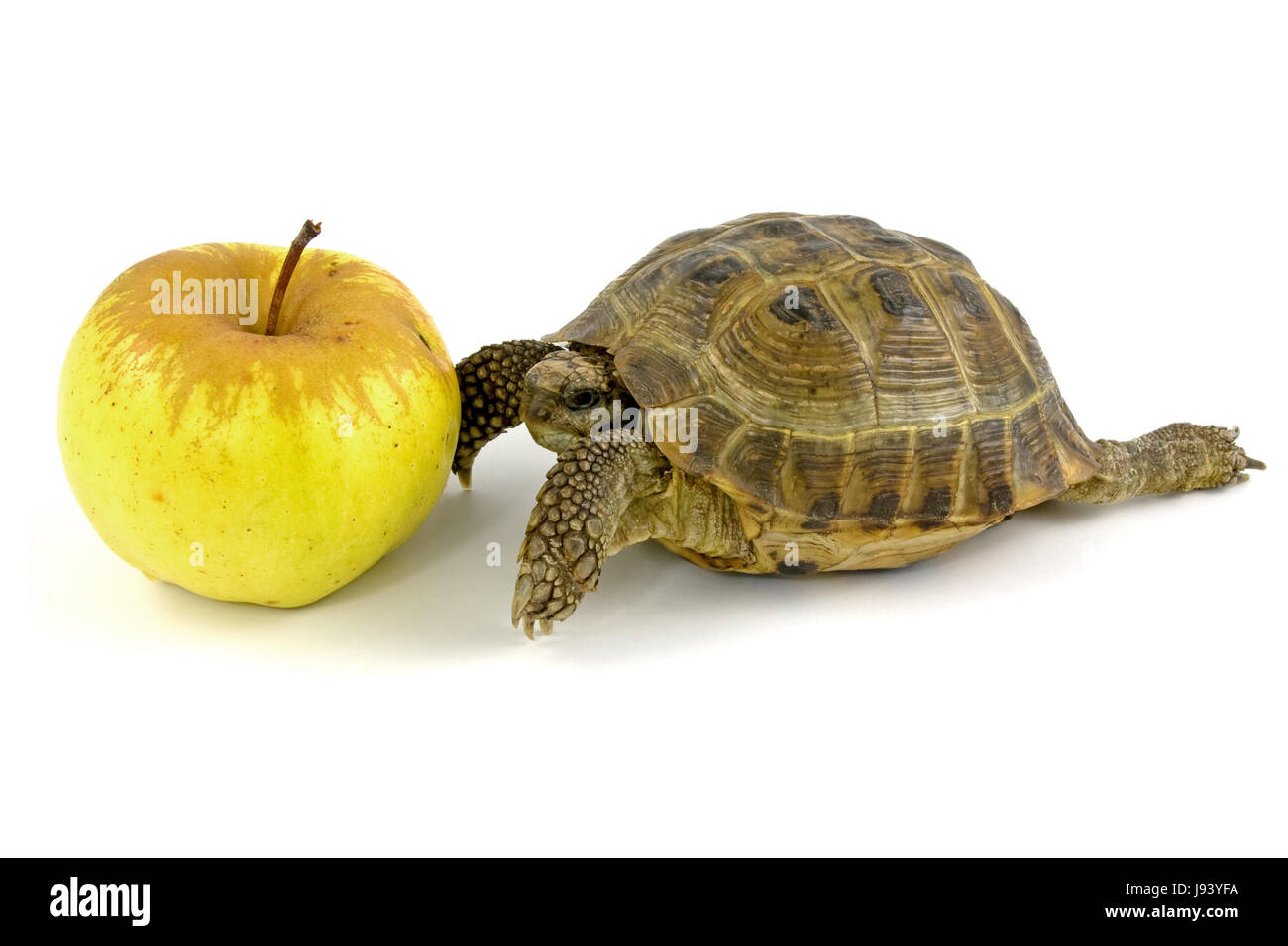 Apple Turtle
