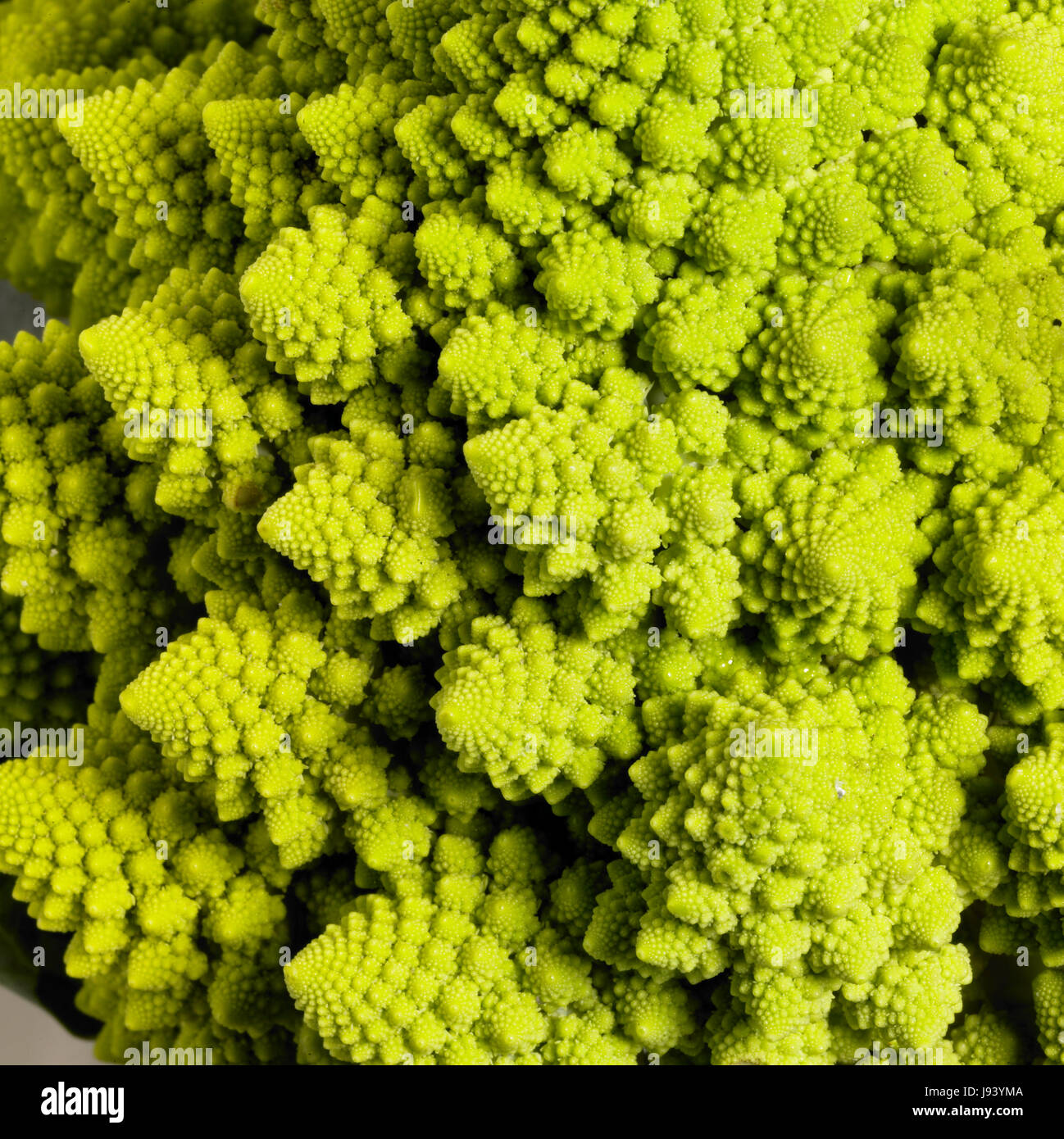 cabbage, design, shaping, formation, shape, model, figure, variation ...