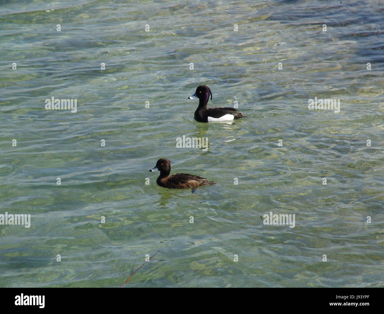 bird, birds, parkway, duck, waterfowls, waterfowl, fresh water, lake ...