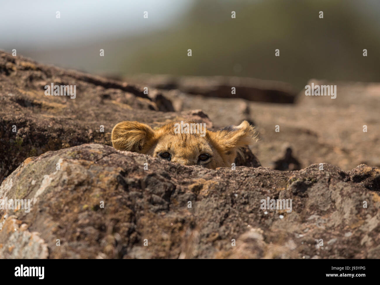 Lion Cub hiding behind Rock Stock Photo - Alamy
