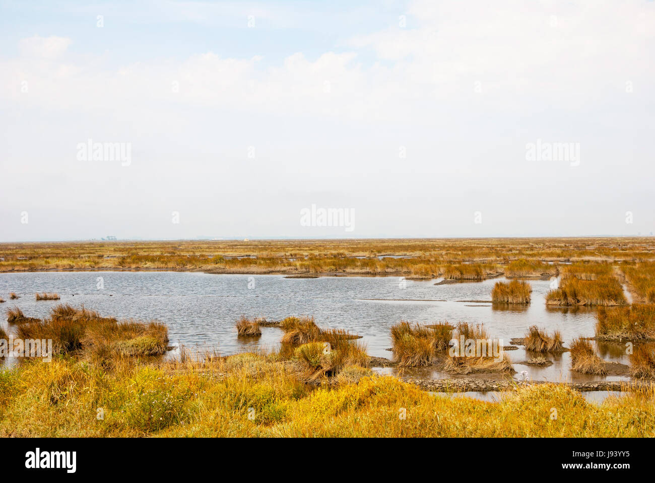 Marsh in natural park of rio Aveiro, Portugal Stock Photo - Alamy