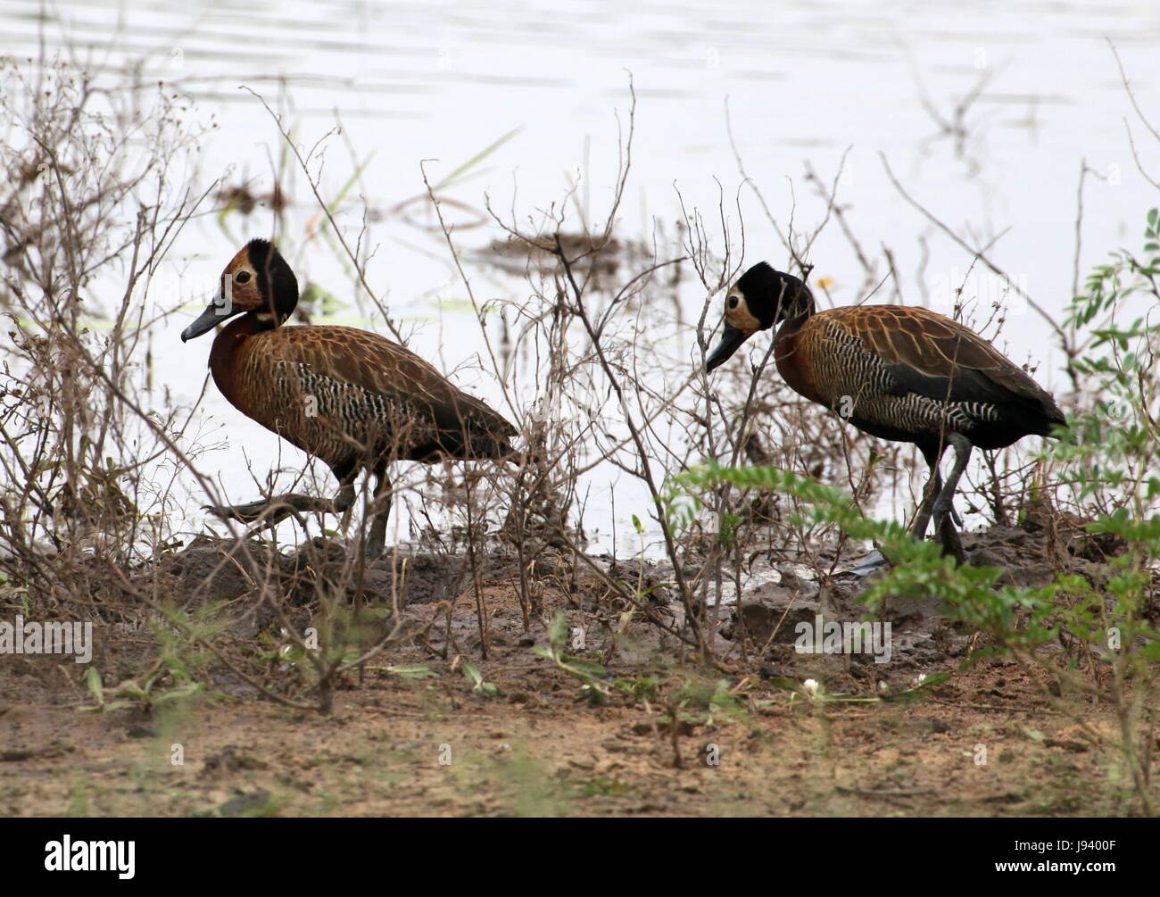 Widow duck hi-res stock photography and images - Alamy