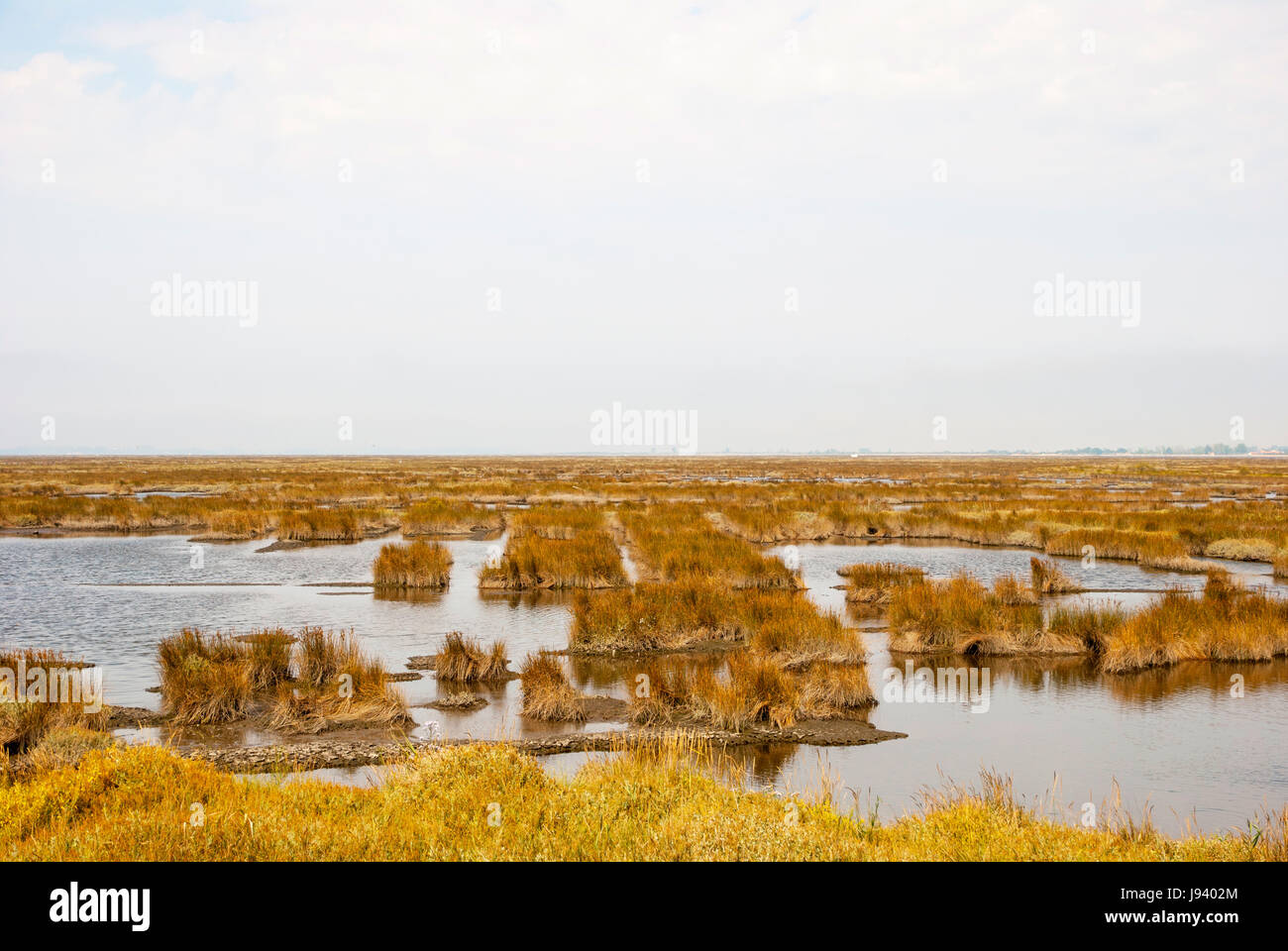 Marsh in natural park of rio Aveiro, Portugal Stock Photo - Alamy