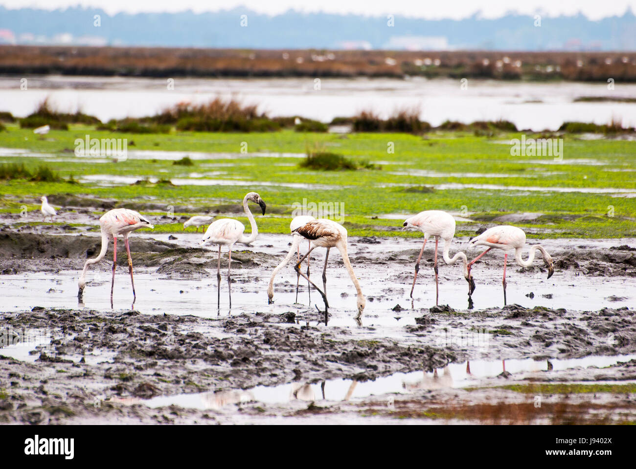 Flamingos at marshes in natural reserve of rio Aveiro, Portugal Stock ...