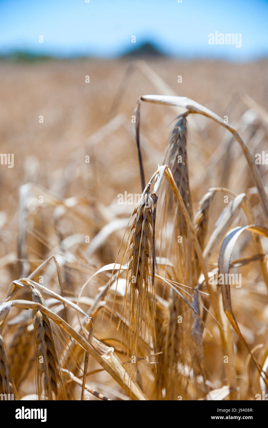 Closeup of dry wheat in a field Stock Photo - Alamy