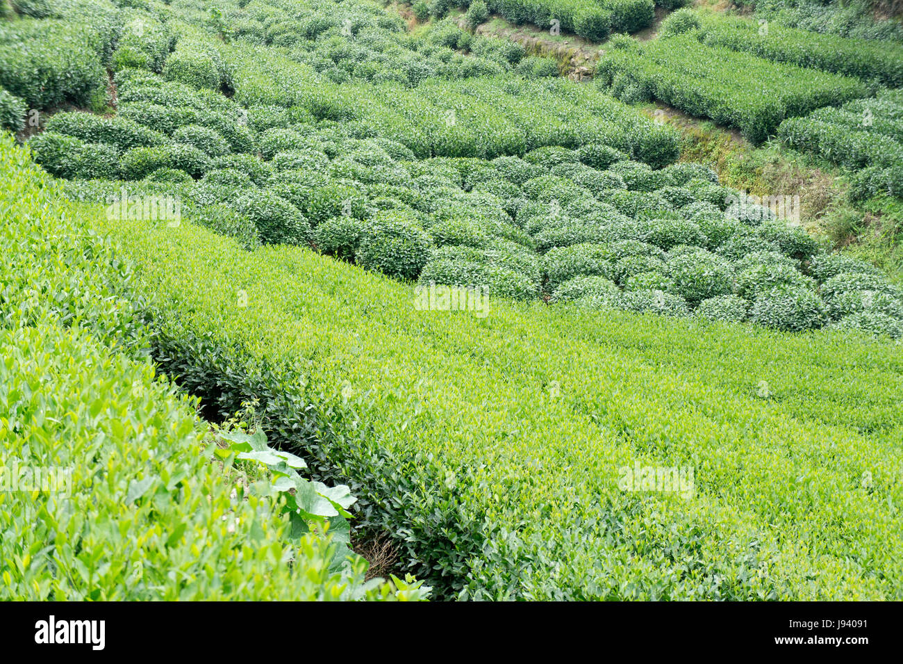 tea, culture landscape, tea-plantation, spa, wellness, china Stock ...