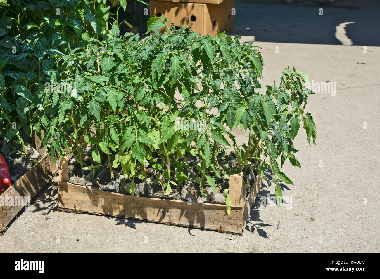 Young tomato plants sprayed with the protection and exposed for sale ...