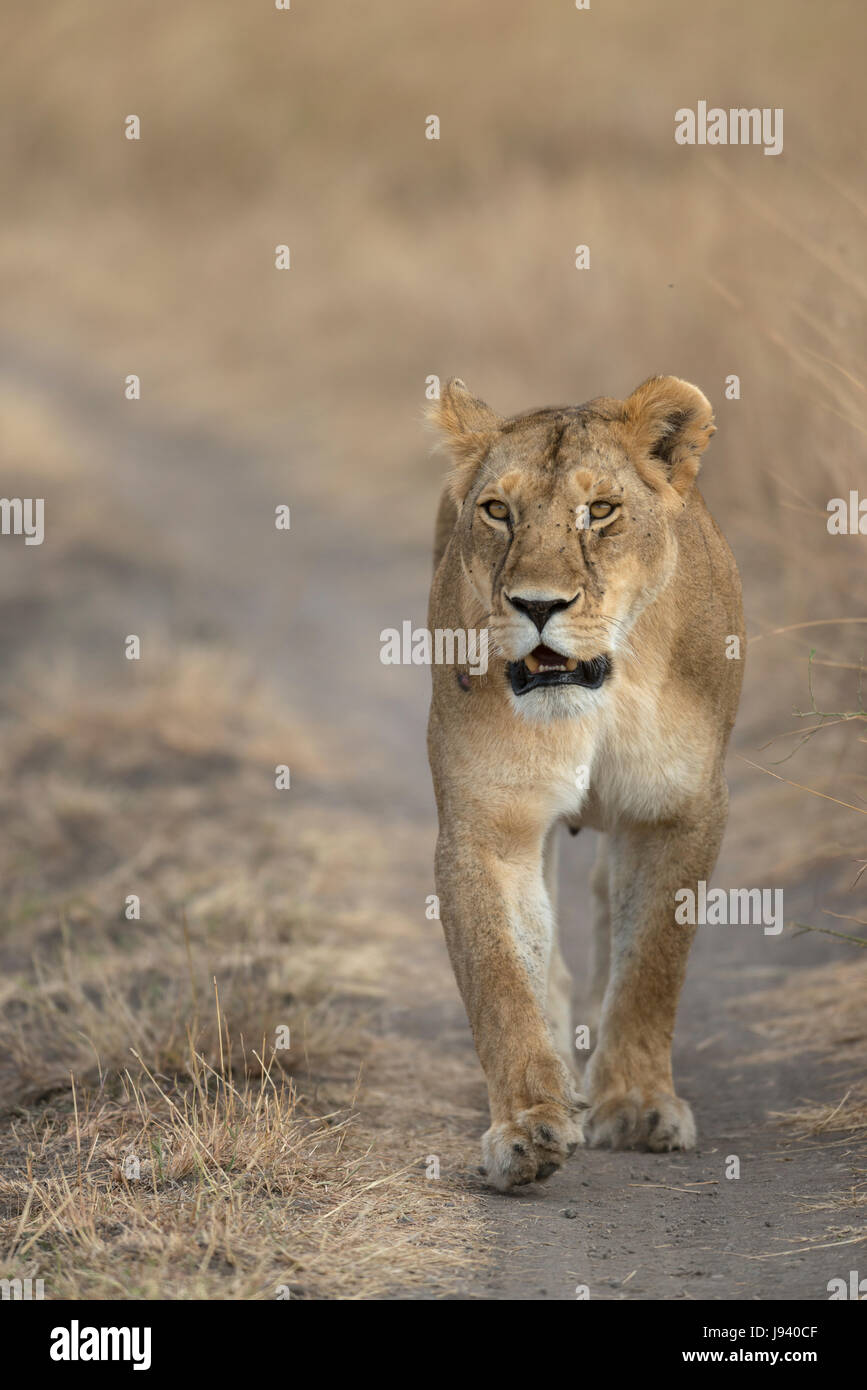 Lioness with green grassland hi-res stock photography and images - Alamy