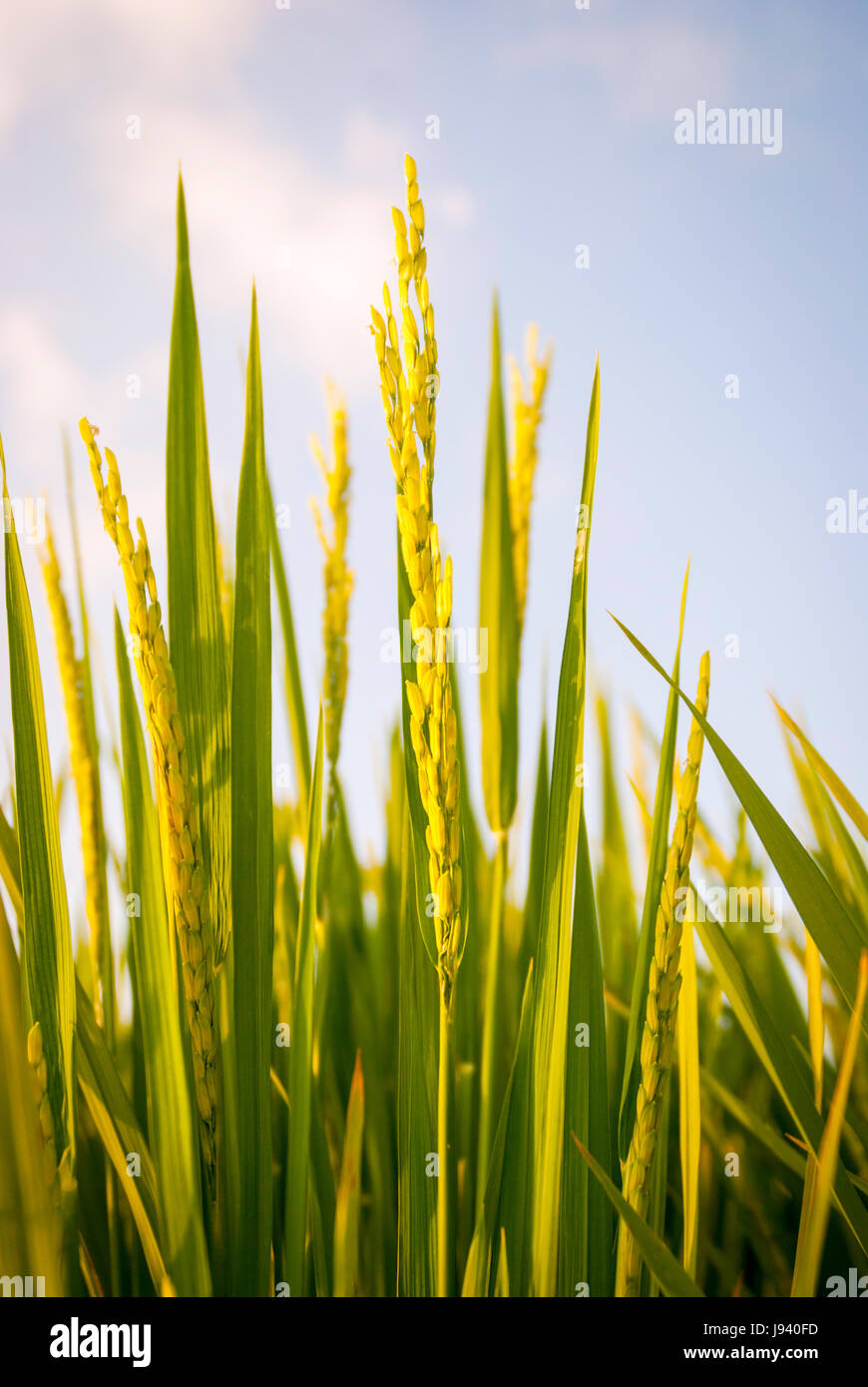 Young fresh green rice growing on a field, close up Stock Photo - Alamy