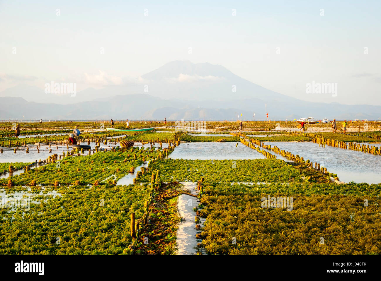 Algae farm hi-res stock photography and images - Alamy