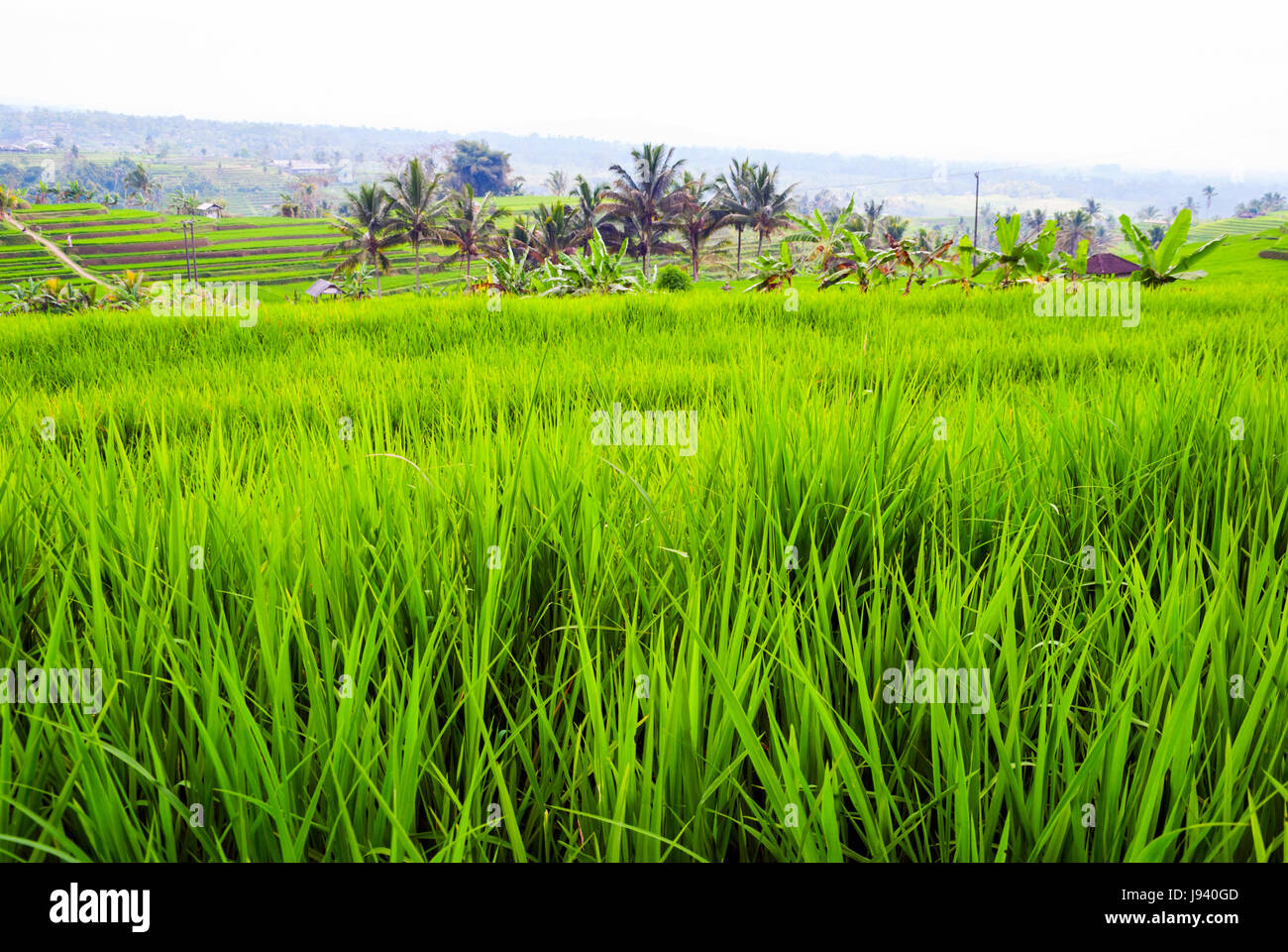 Rice fields terraces with fresh young rice, in Bali, Indonesia Stock ...