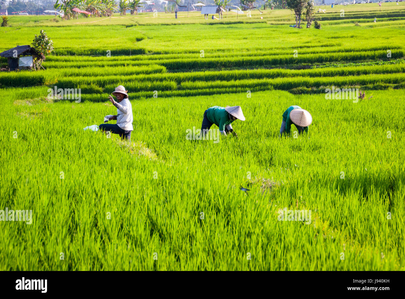 BALI, INDONESIA - SEPTEMBER 19: Farm workers work on a rice fields and ...