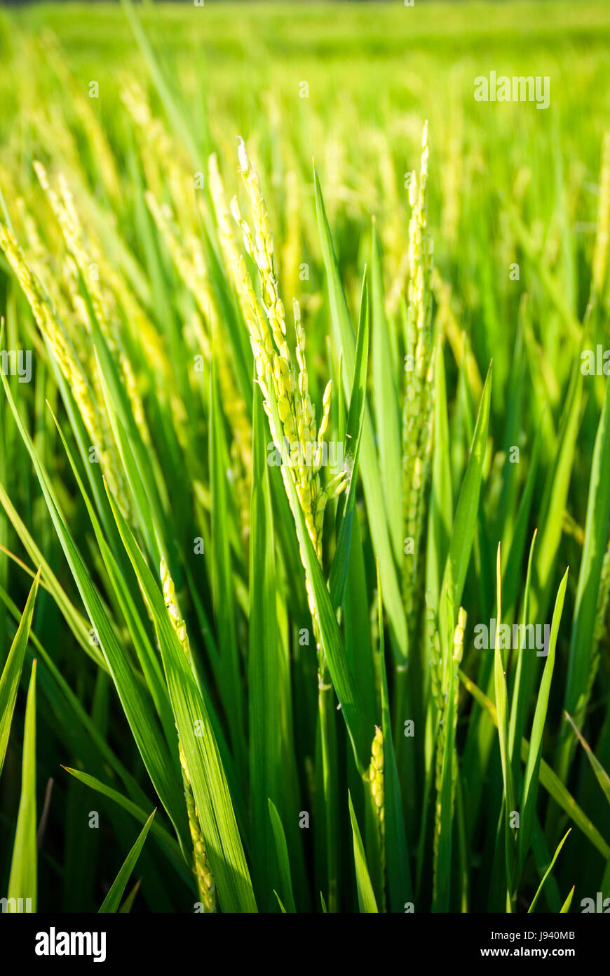Young fresh green rice growing on a field, close up Stock Photo - Alamy