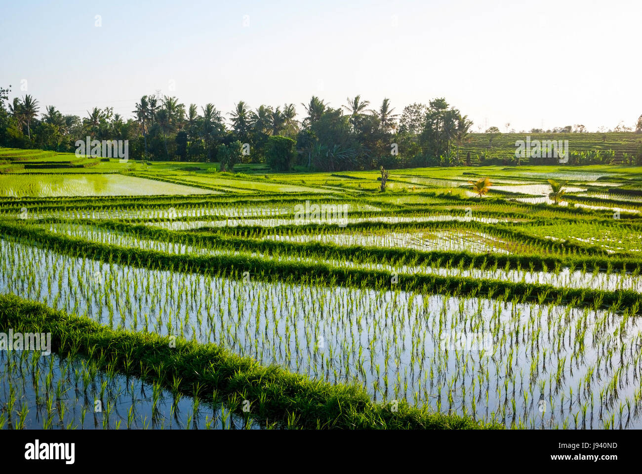 Young rice fields in bali hi-res stock photography and images - Alamy