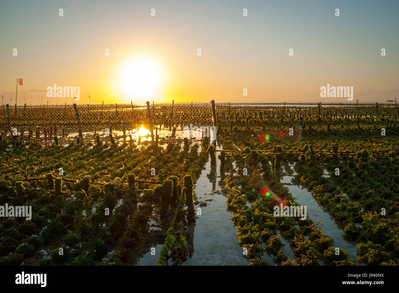 Algae farm hi-res stock photography and images - Alamy