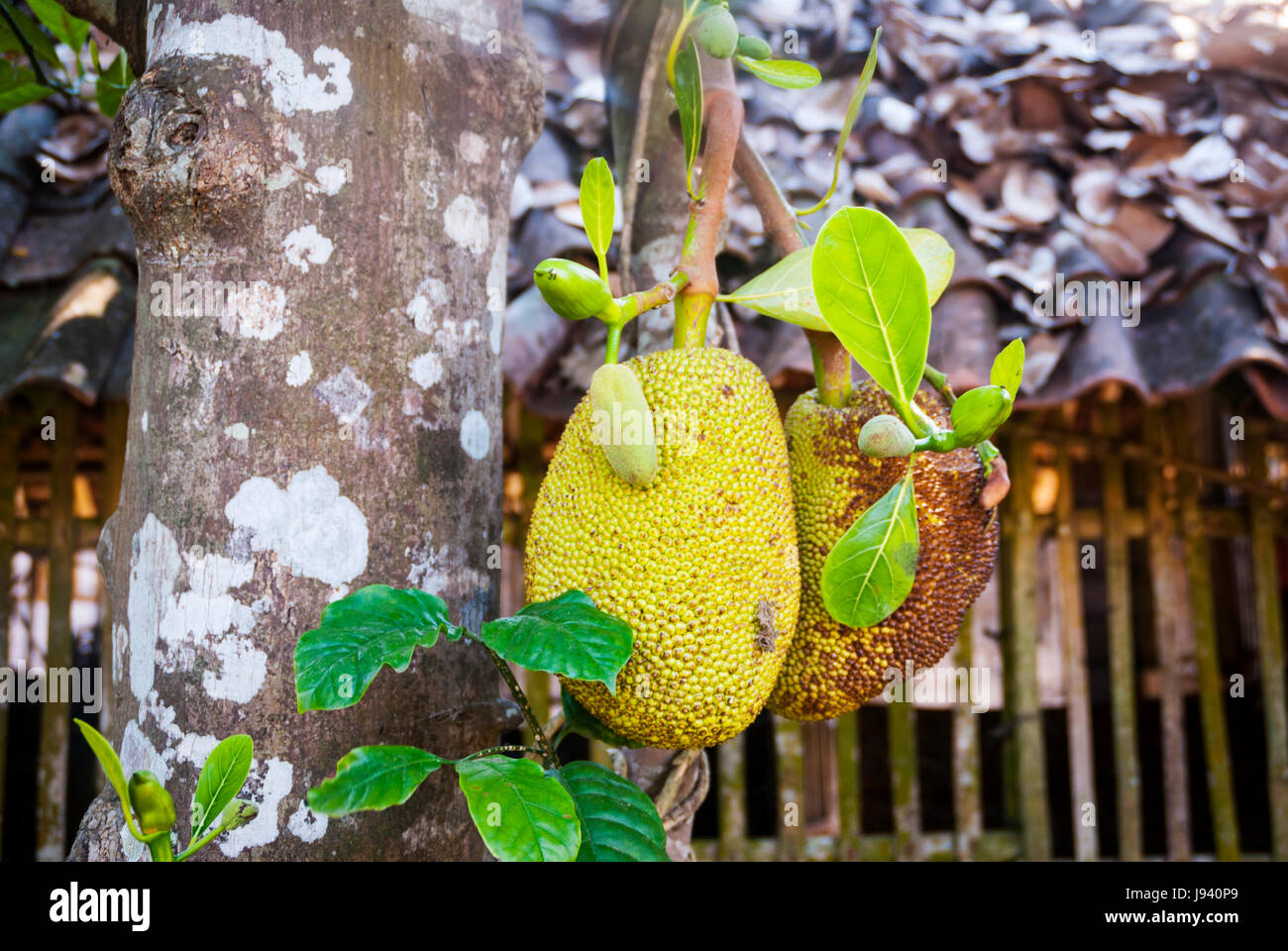 Breadfruit growing on the tree, close up Stock Photo - Alamy