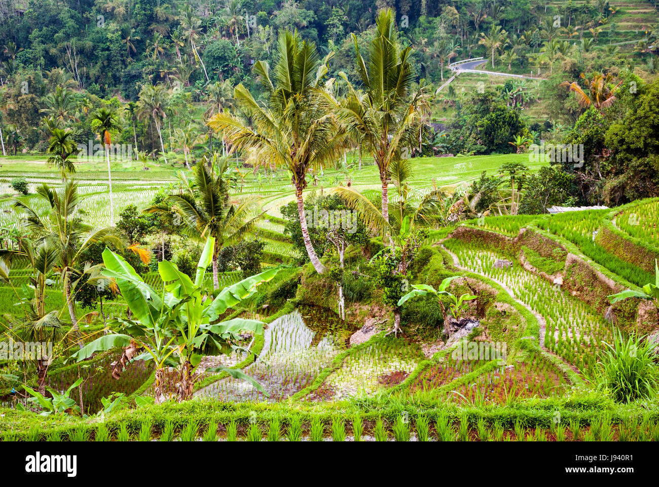 Rice fields terraces with fresh young rice, in Bali, Indonesia Stock ...