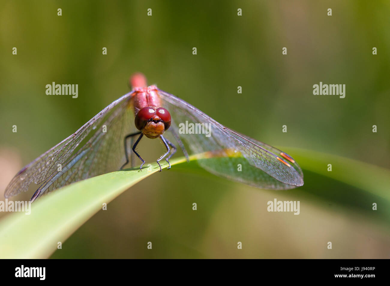 leaf, insect, dragonfly, put, sitting, sit, facilitate, ease, resting ...