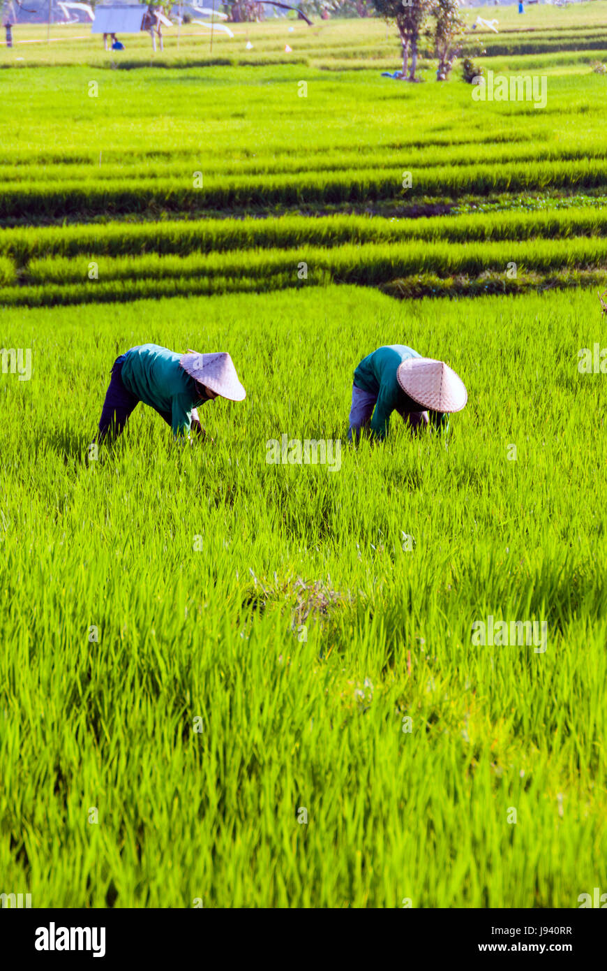 BALI, INDONESIA - SEPTEMBER 19: Farm workers work on a rice fields and ...