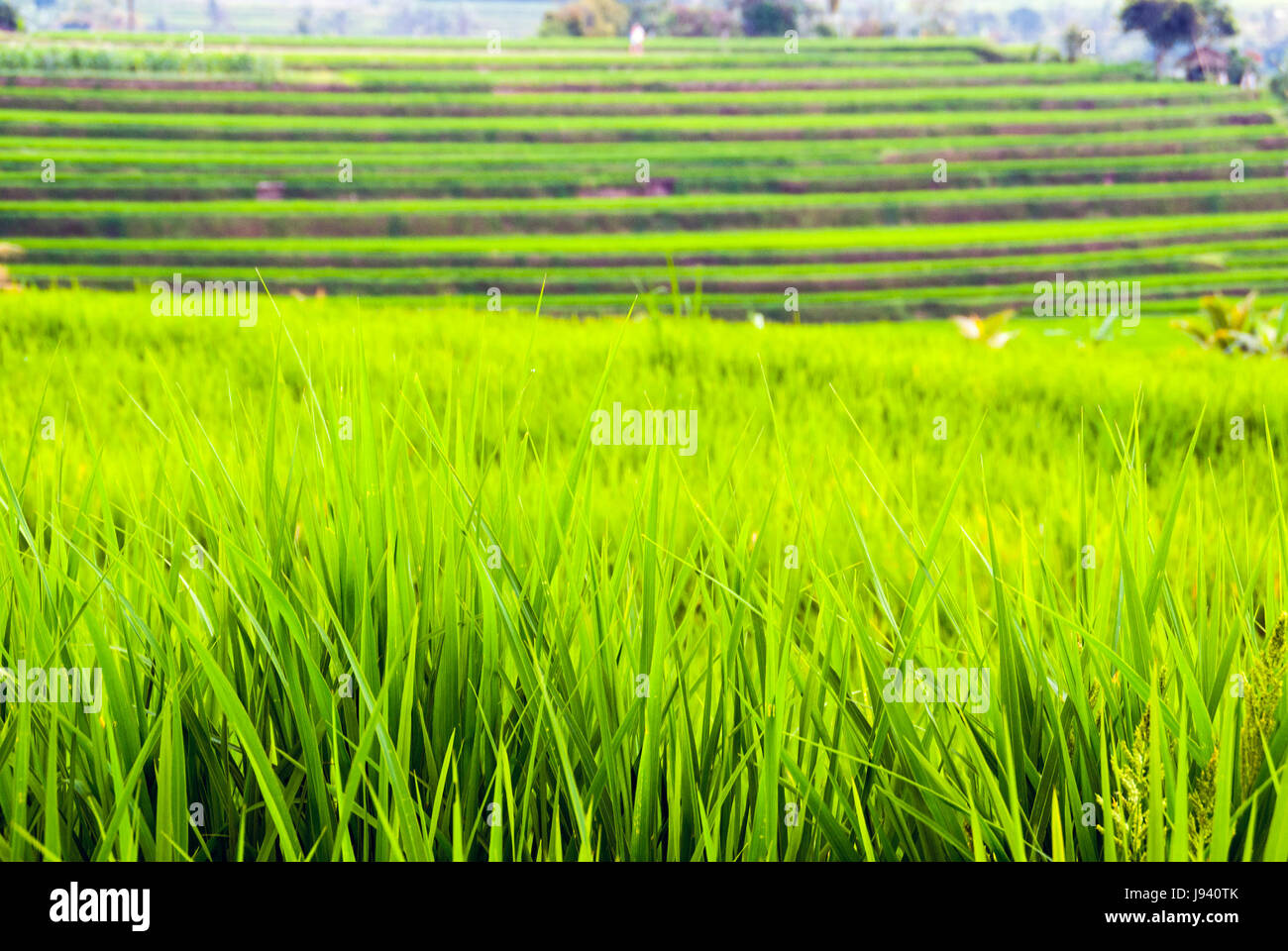 Rice fields terraces with fresh young rice, in Bali, Indonesia Stock ...