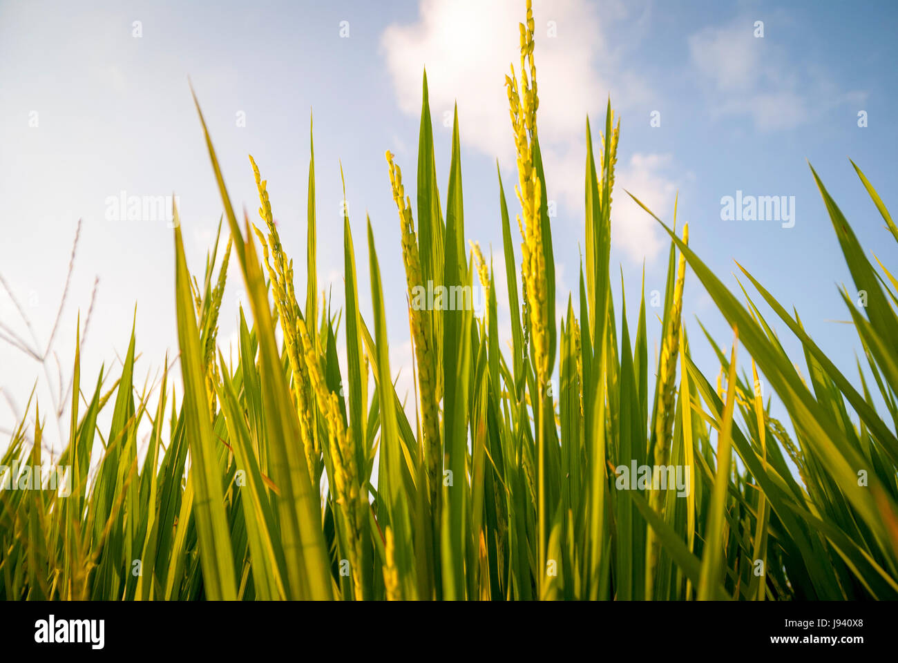 Young fresh green rice growing on a field, close up Stock Photo - Alamy