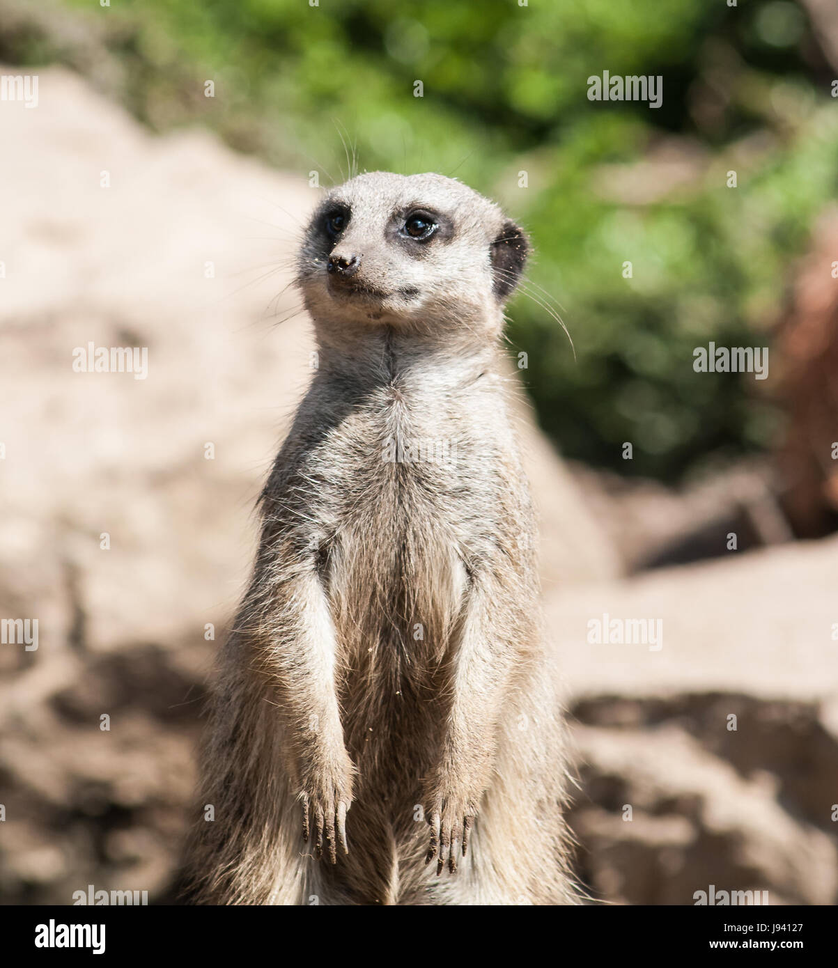 Alert meerkat hi-res stock photography and images - Alamy