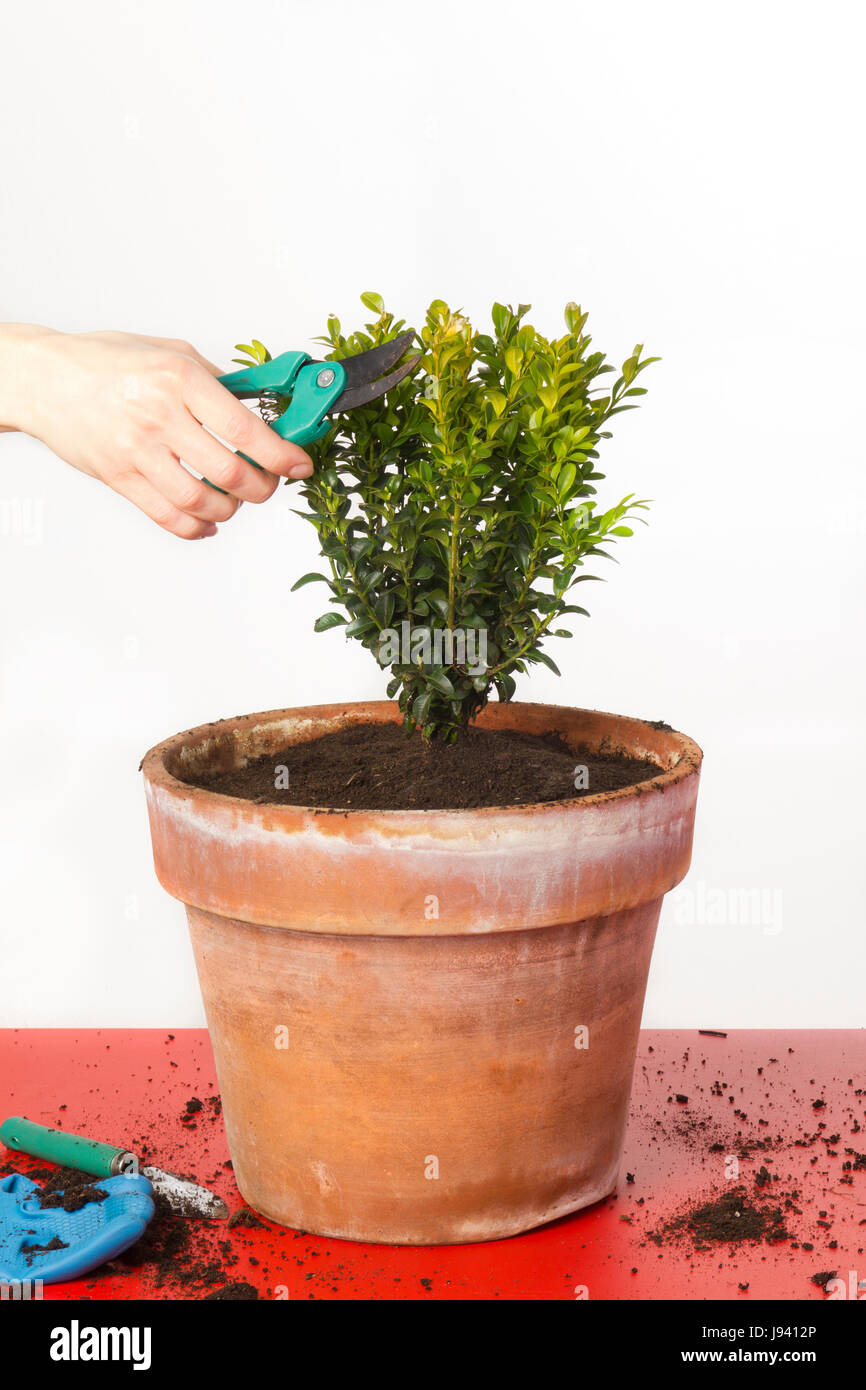 Cutting box hedge hi-res stock photography and images - Alamy