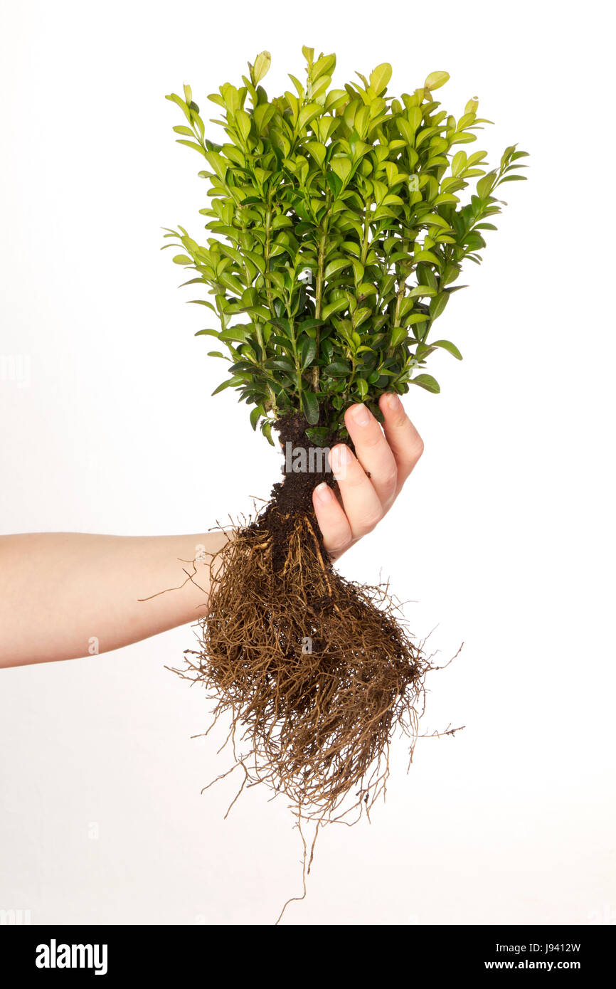boxwood with root Stock Photo - Alamy