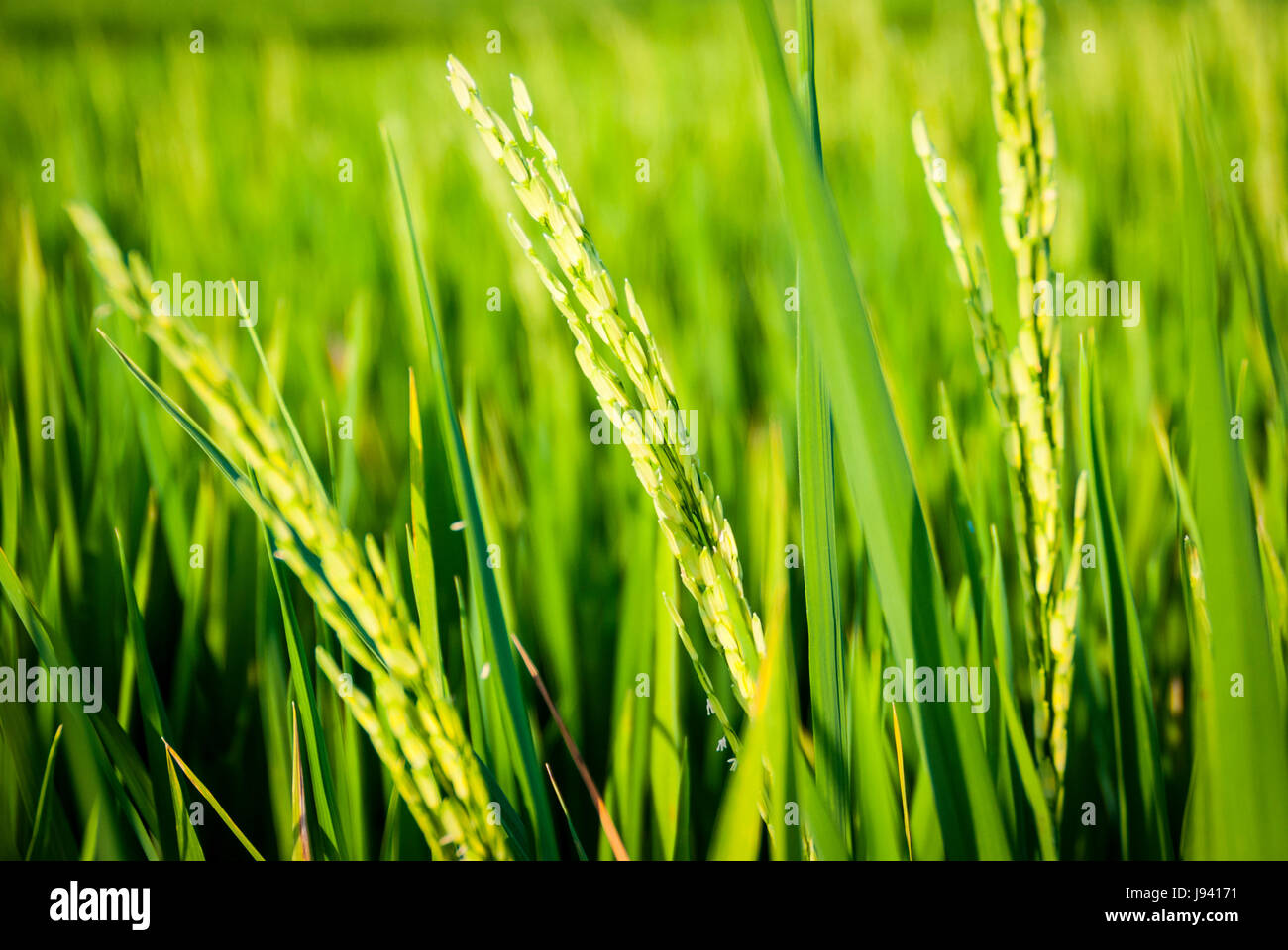 Young fresh green rice growing on a field, close up Stock Photo - Alamy