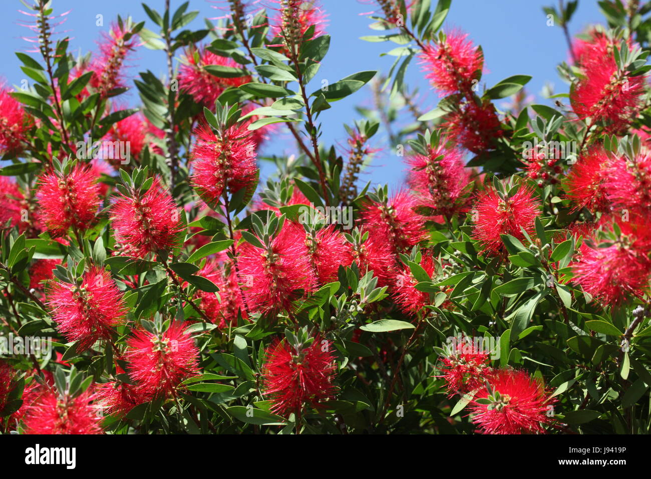 australia, south africa, decorative plant, red, australia, south africa ...