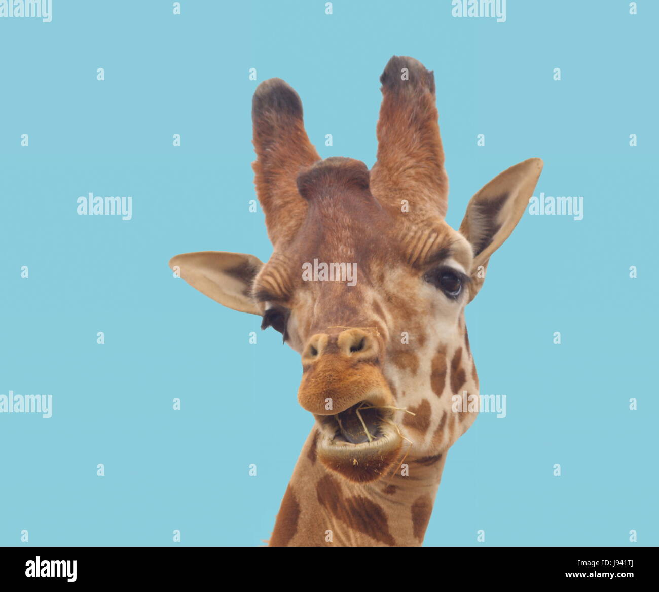 mammal, africa, giraffe, skeptical, mammal, africa, giraffe, skeptical ...