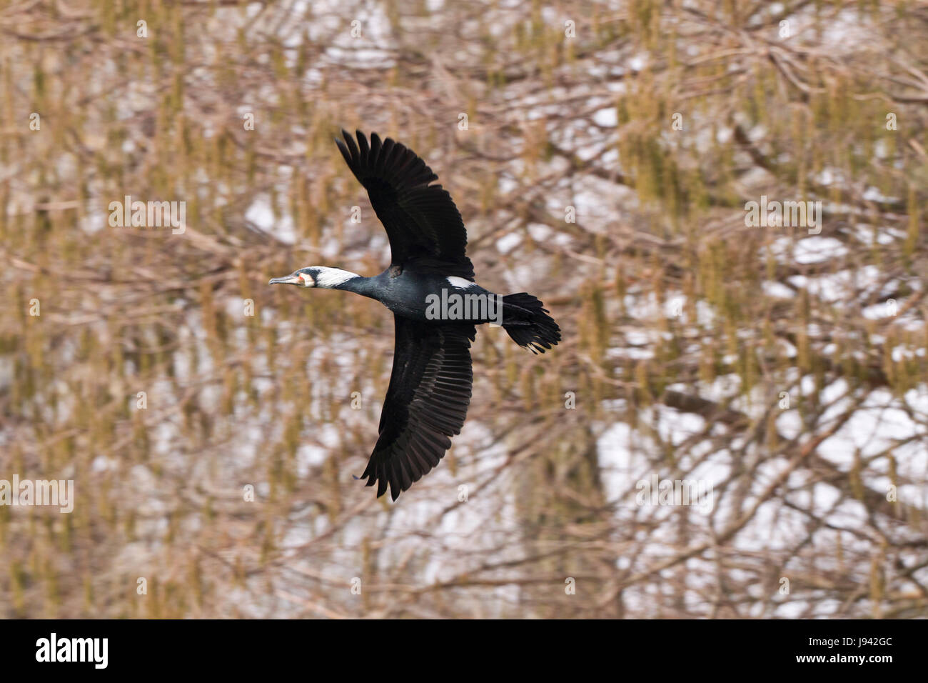 animal, bird, wild, birds, horizontal, cormorant, flight, animal, bird ...