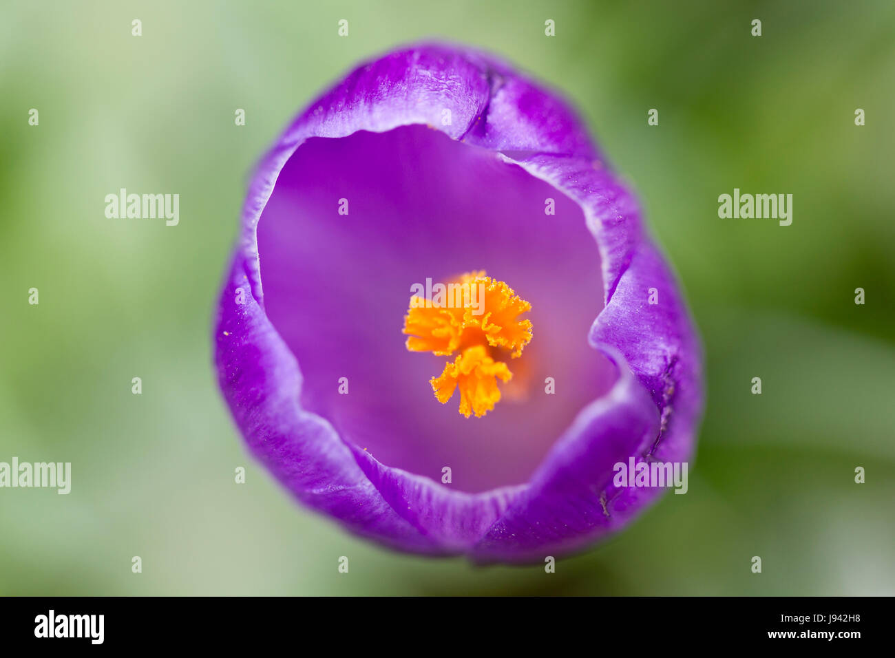 horizontal, crocus, single, flower, plant, ground, soil, earth, humus ...