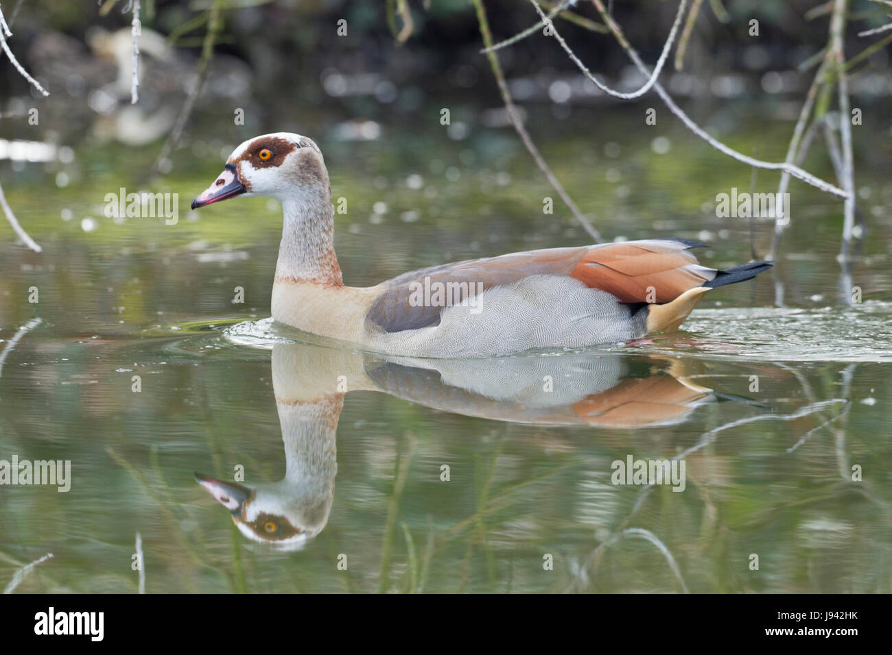 animal, bird, birds, horizontal, goose, nature, animal, bird, wild ...