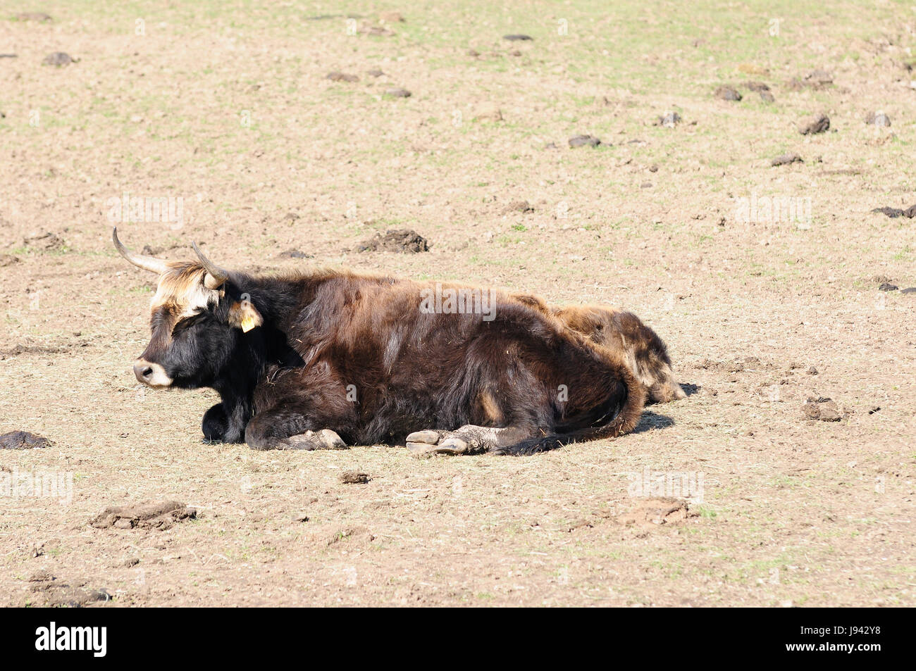 Rear Cattle Stock Photo Alamy rear-cattle-stock-photo-alamy