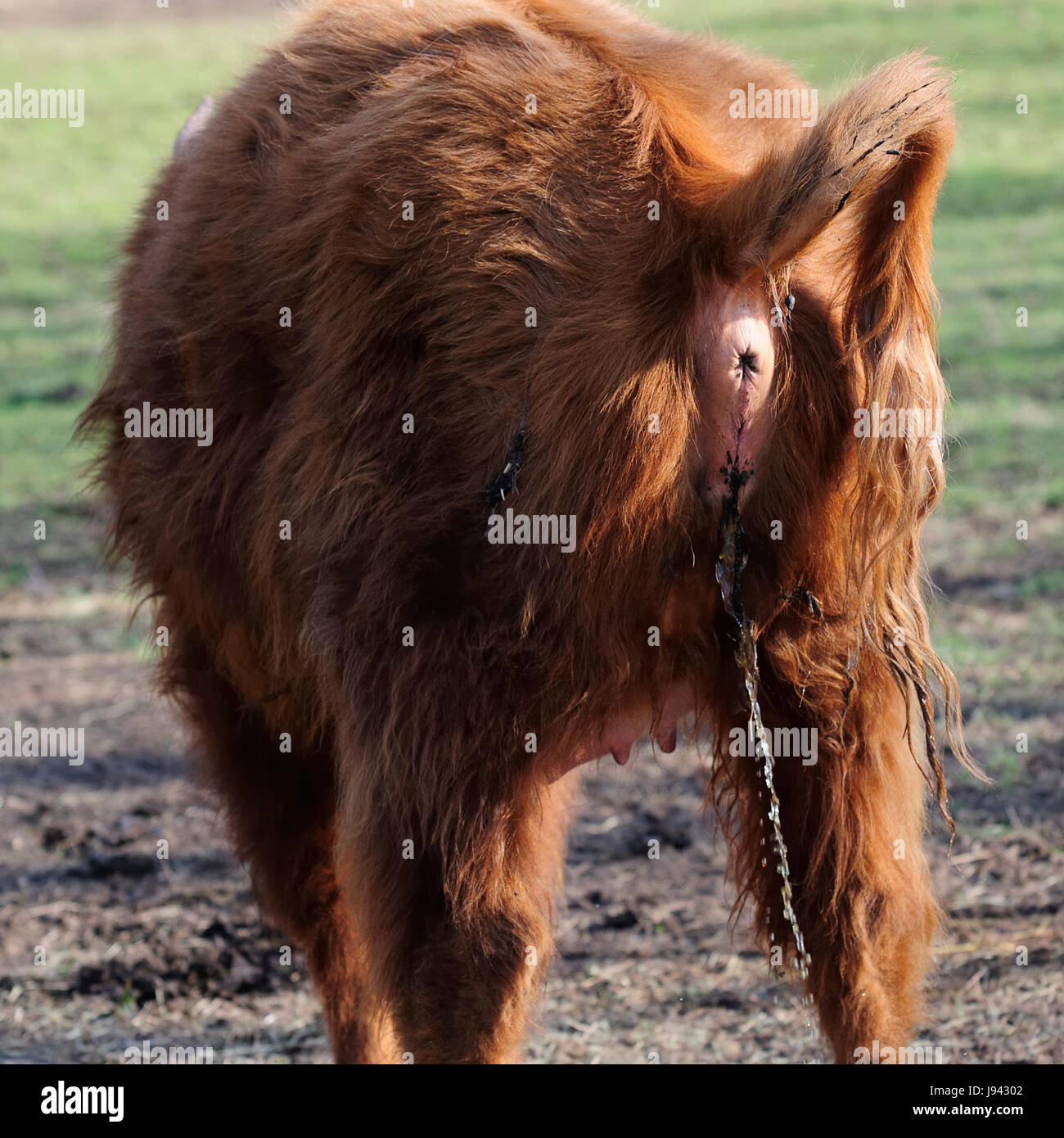 rear cattle Stock Photo - Alamy
