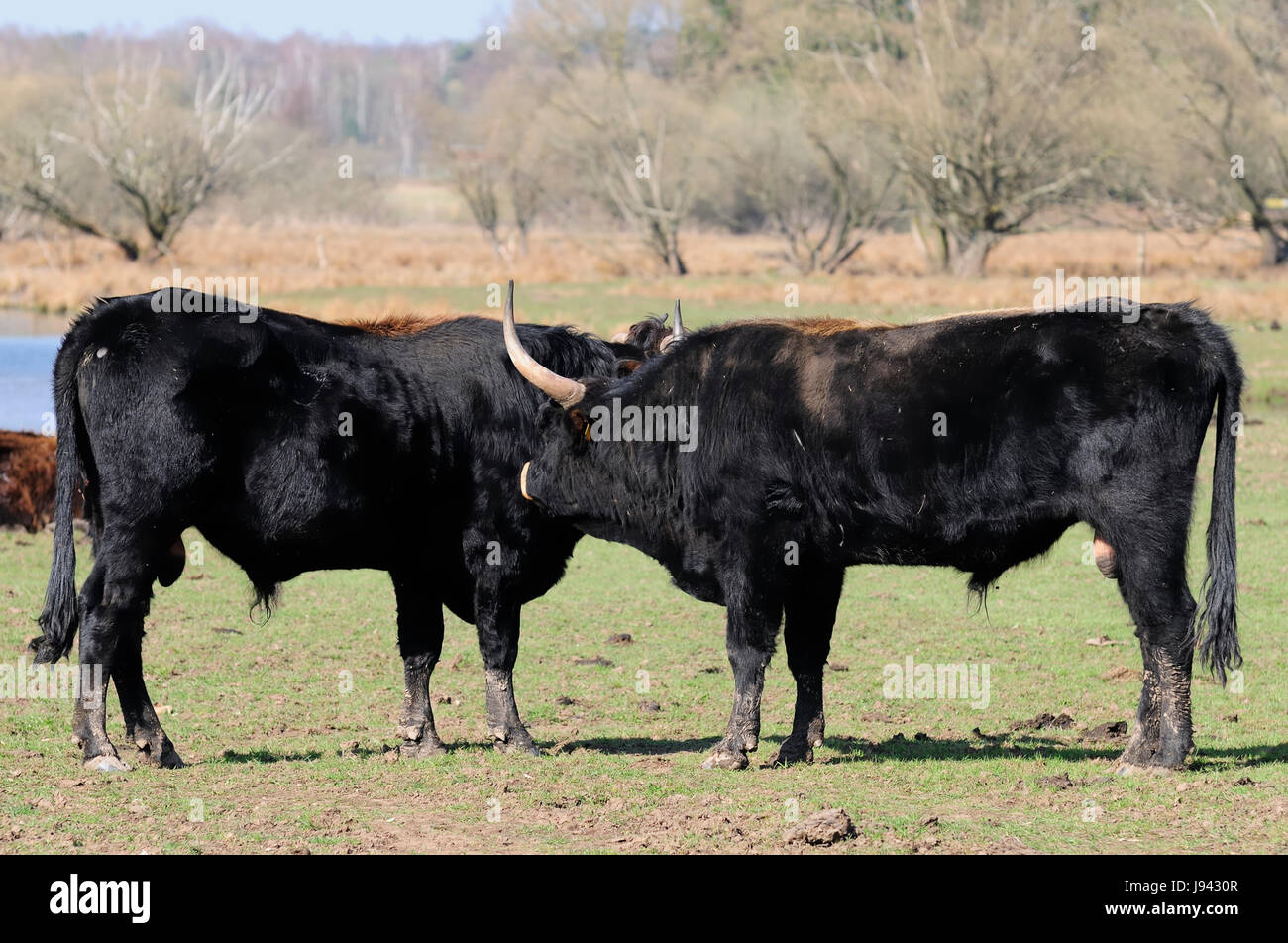 Heck cows hi-res stock photography and images - Alamy