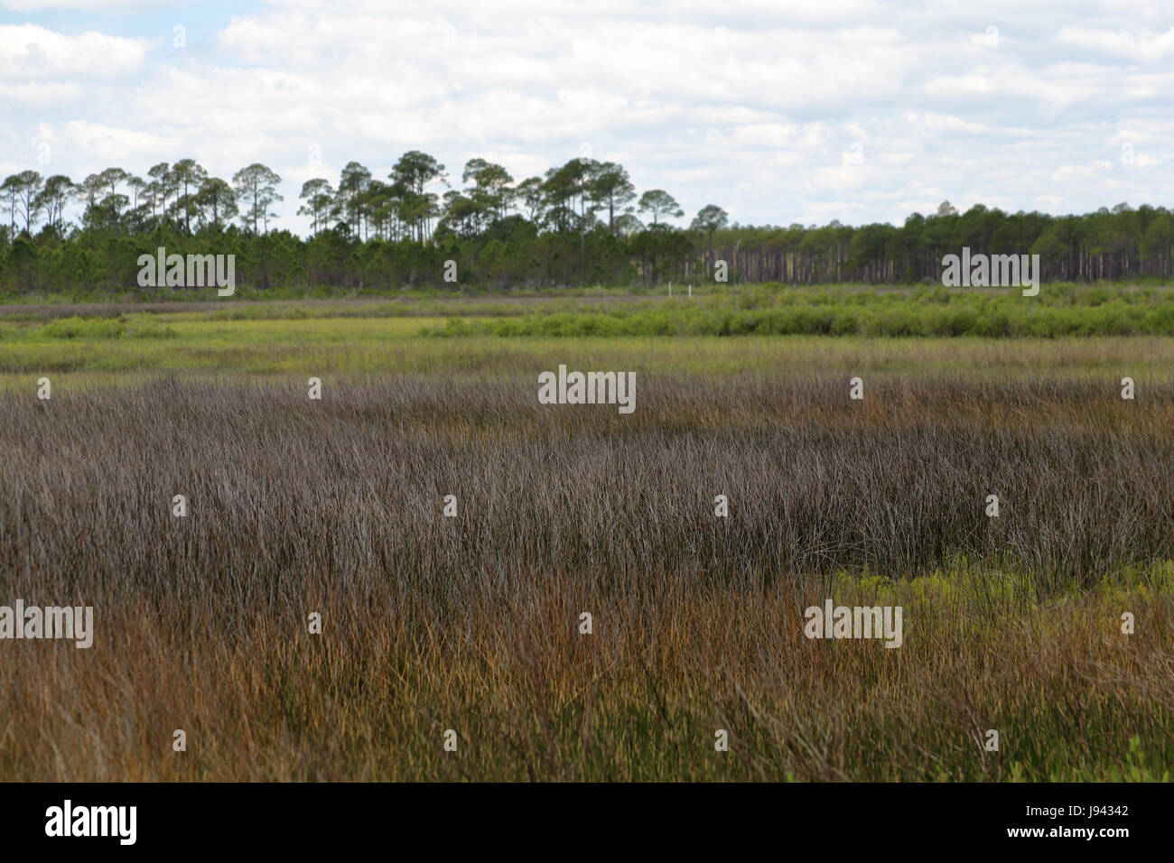 Seagrass at bald point state park hi-res stock photography and images ...