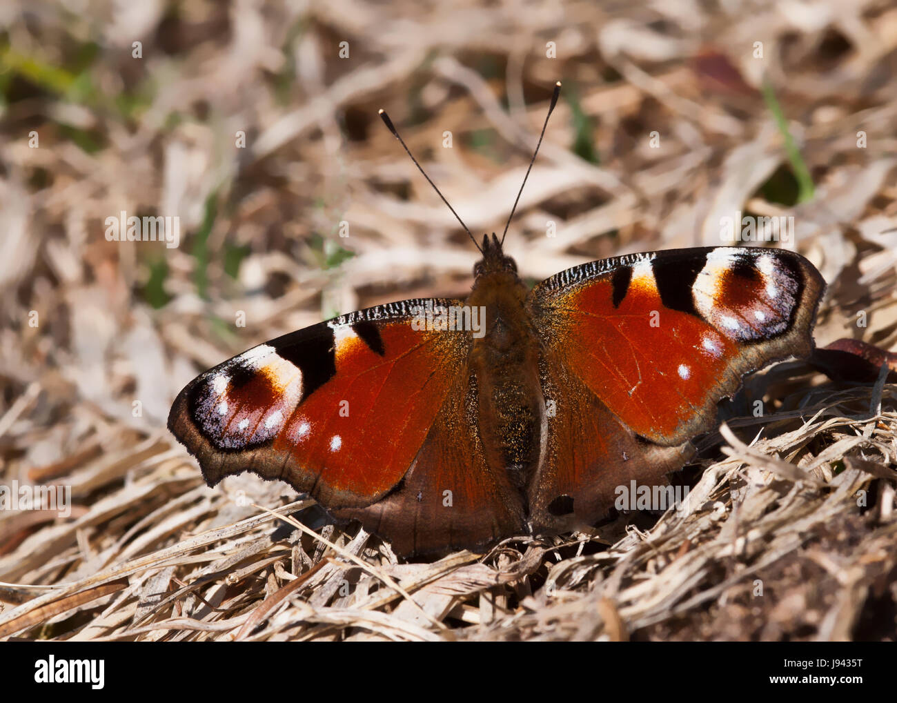 environment, enviroment, butterfly, nature, environment, enviroment ...