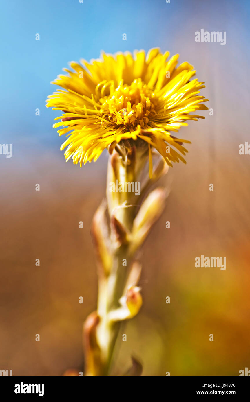 bloom, blossom, flourish, flourishing, flora, medicinal plant, homey ...