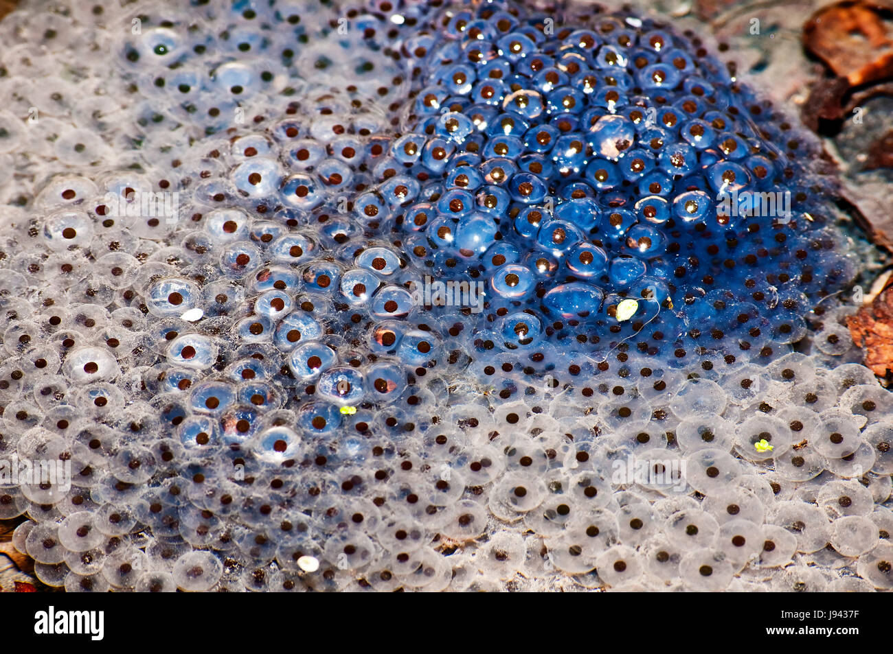 amphibian, propagation, spawn, tadpole, polliwog, animal, amphibian ...