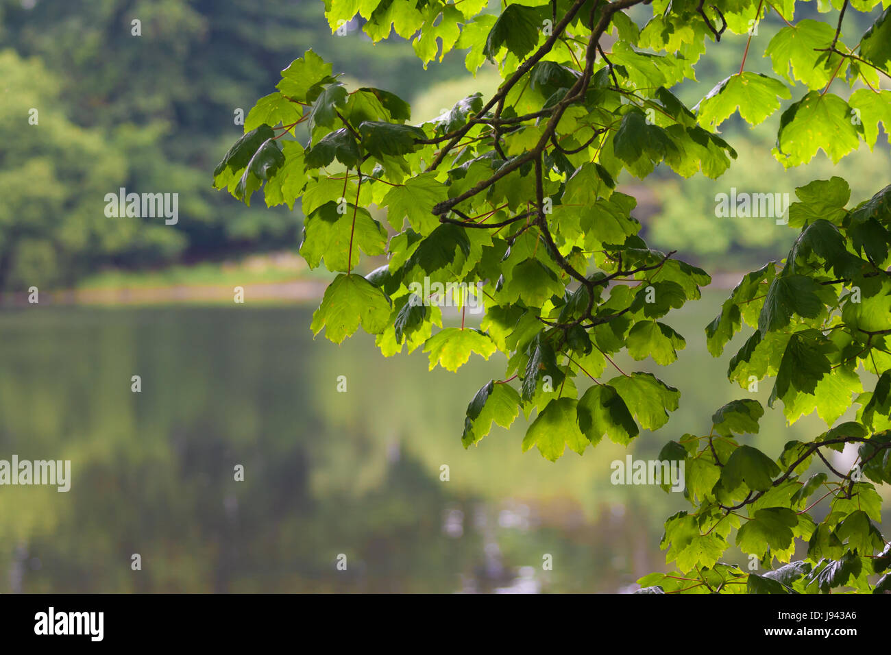 sunlit leaves over water Stock Photo - Alamy