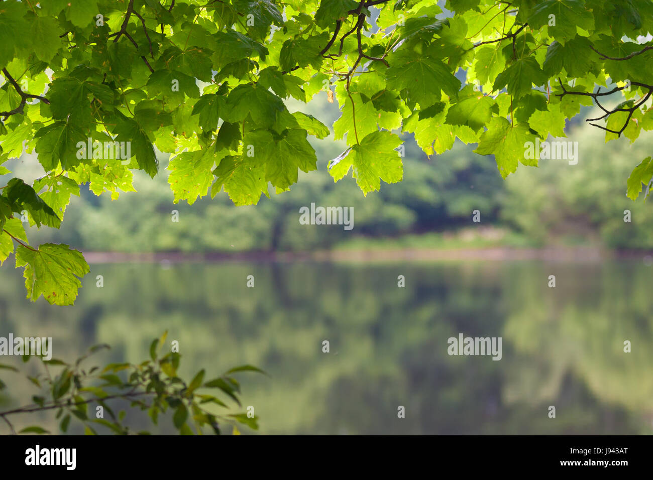 sunlit leaves over water Stock Photo - Alamy