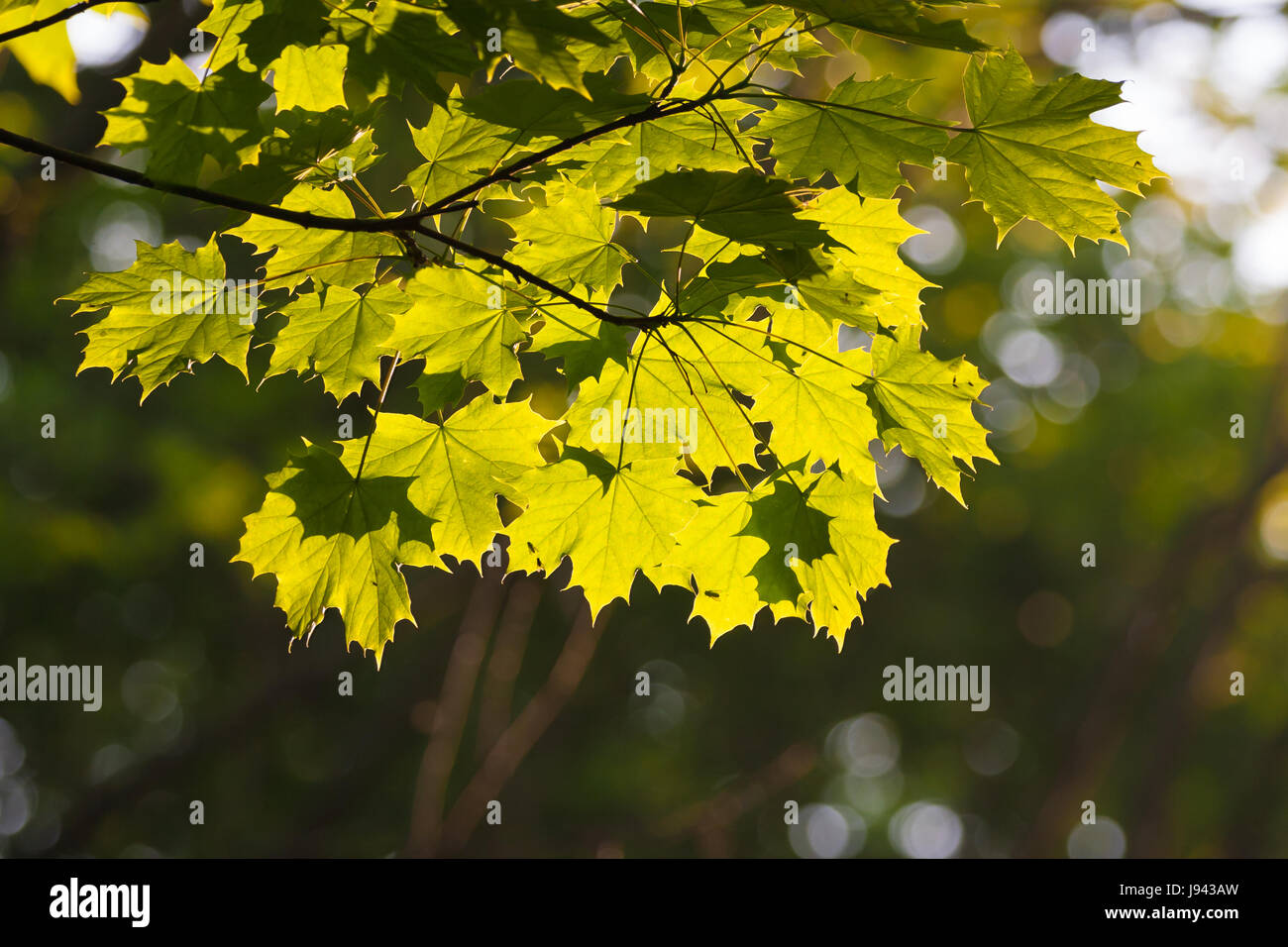 sunlit leaves on tree Stock Photo - Alamy