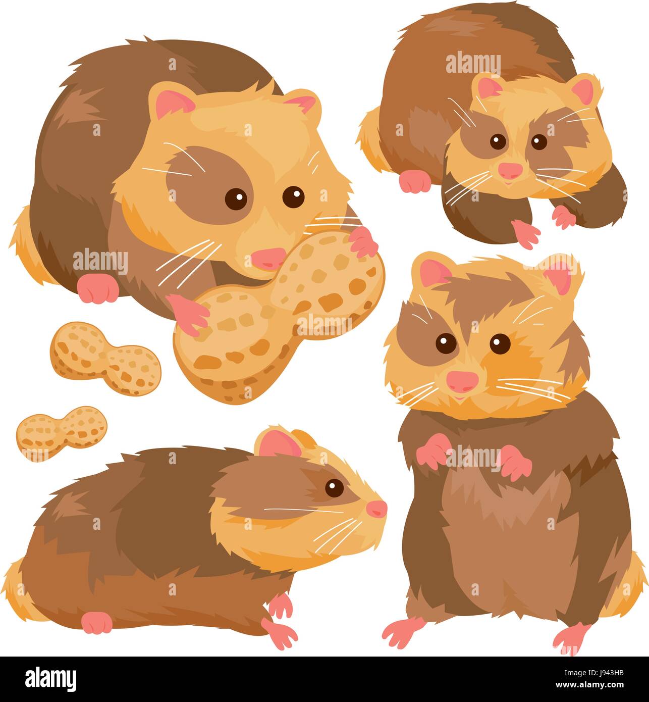 Vector illustration set of hamsters Stock Vector Image & Art - Alamy