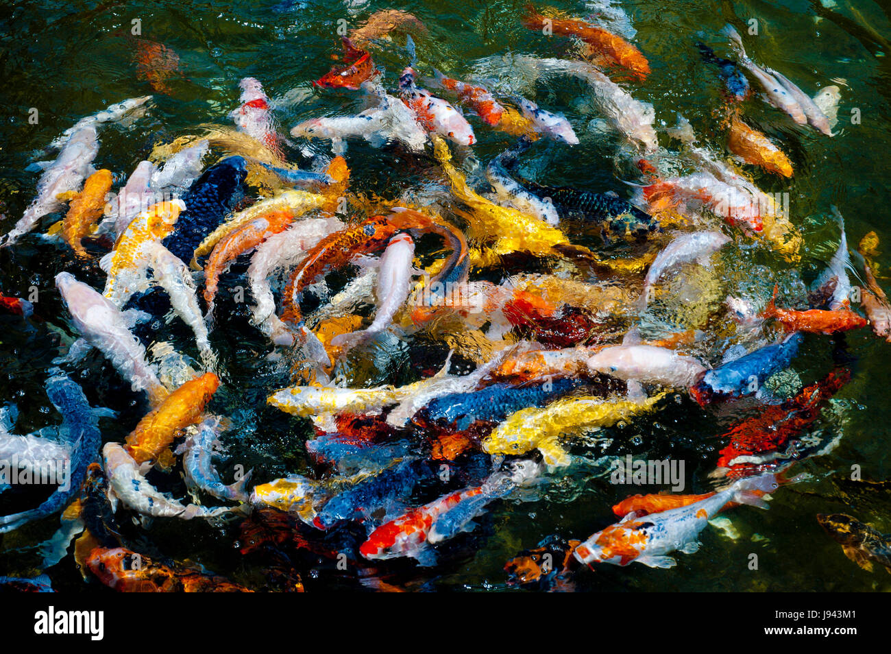asia, fish, fresh water, pond, water, japan, asian, carp, blue, travel ...